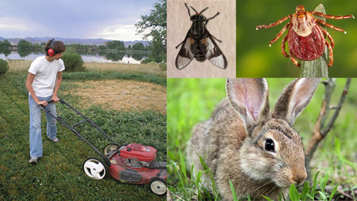 Larimer County Health Officials Warn of Tularemia After Dead Rabbit ...